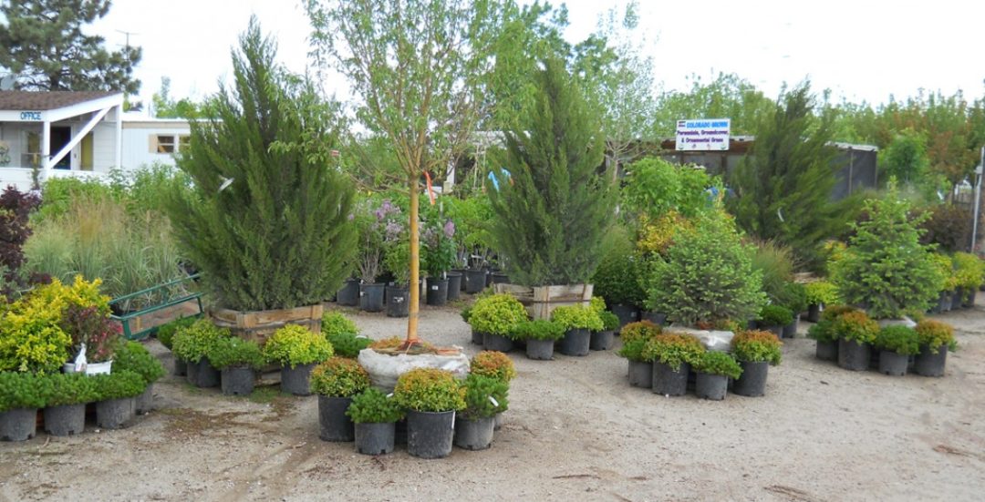 banner1-1132x600 - Heidrich's Colorado Tree Farm Nursery