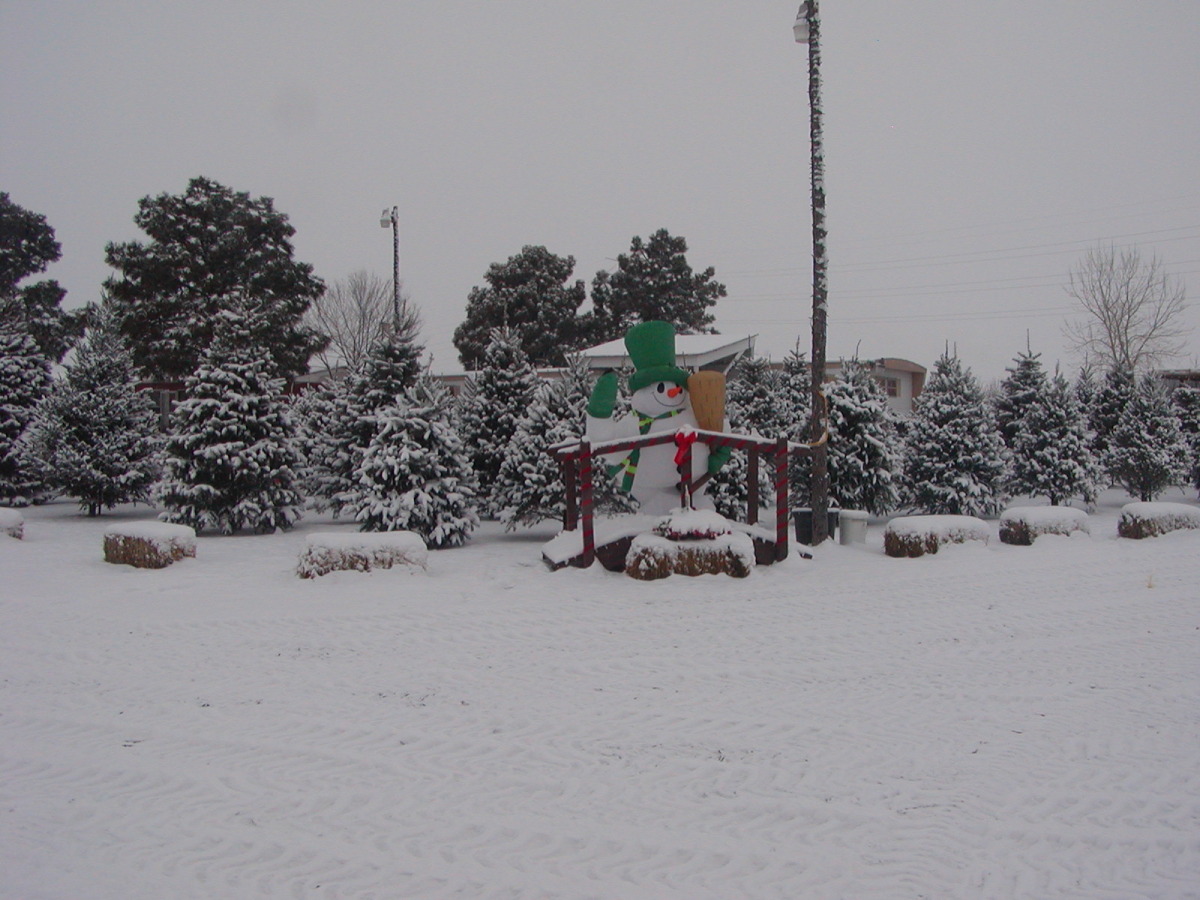 Christmas Tree Farm Colorado Springs at Eric Sain blog