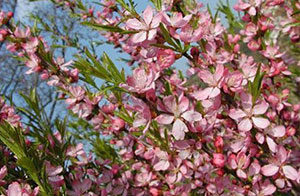 deciduousshrubs - Heidrich's Colorado Tree Farm Nursery