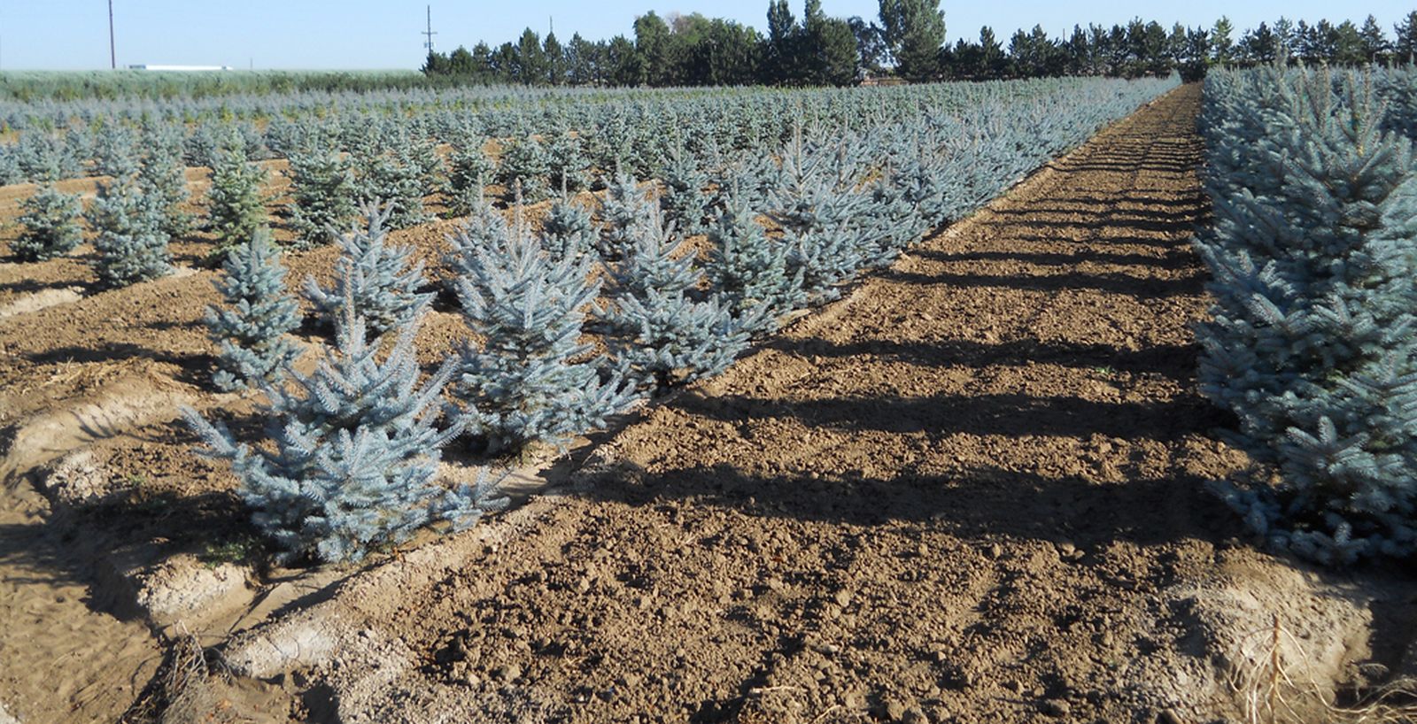 sliderImg2 - Heidrich's Colorado Tree Farm Nursery