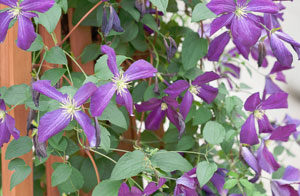 vine - Heidrich's Colorado Tree Farm Nursery