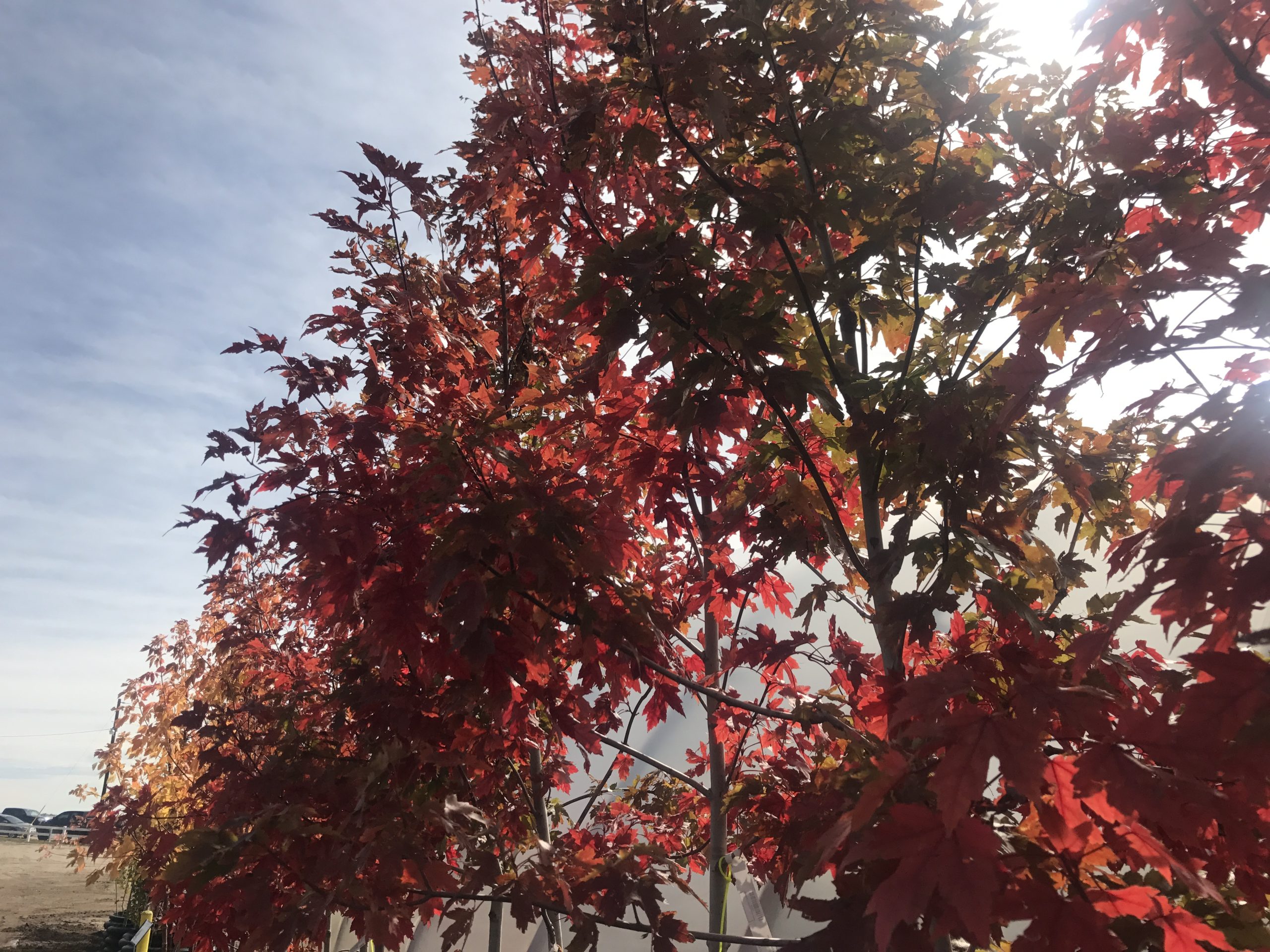 test - Heidrich's Colorado Tree Farm Nursery