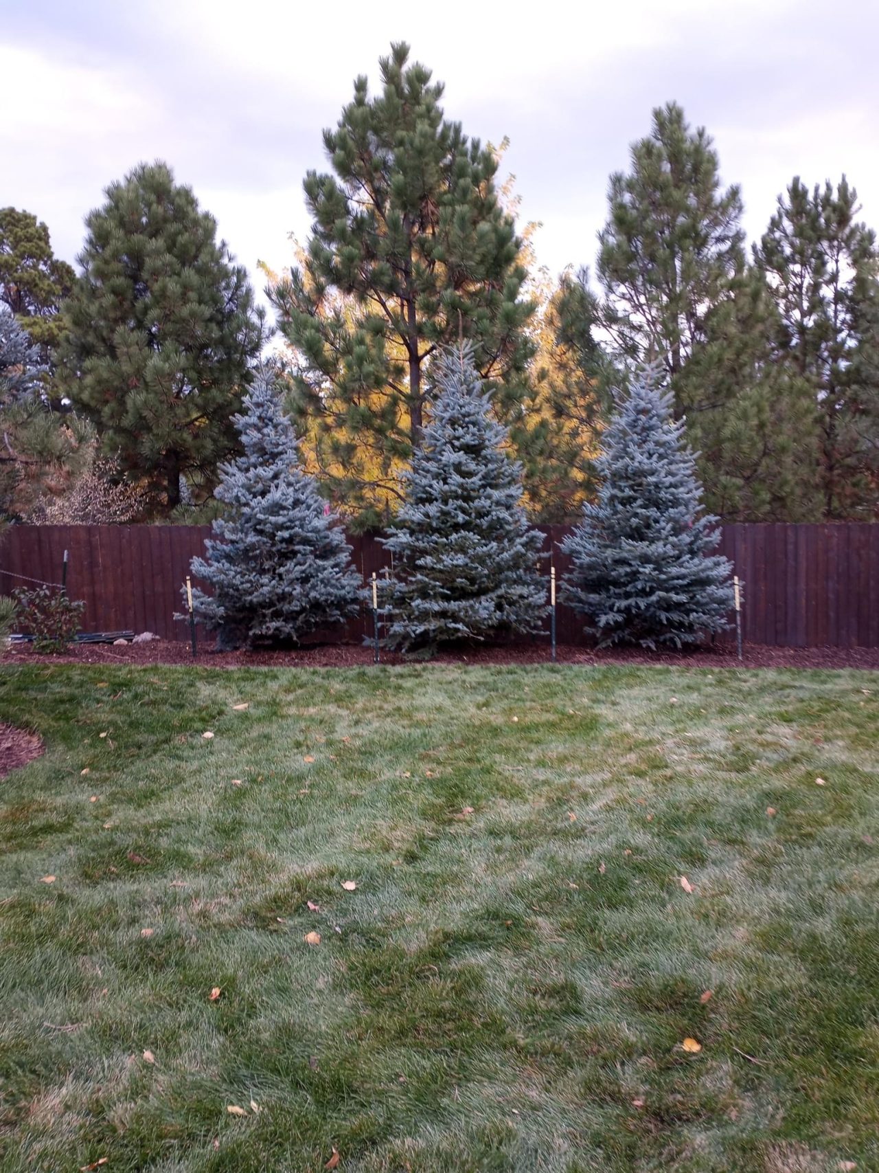 Planting and Delivery - Heidrich's Colorado Tree Farm Nursery