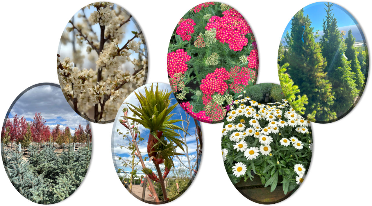 Home - Heidrich's Colorado Tree Farm Nursery